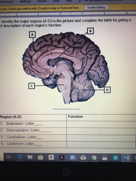 Solved Identify the major regions in the picture and | Chegg.com