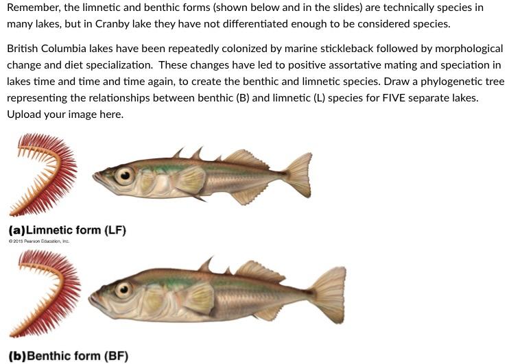 Remember, the limnetic and benthic forms (shown below | Chegg.com