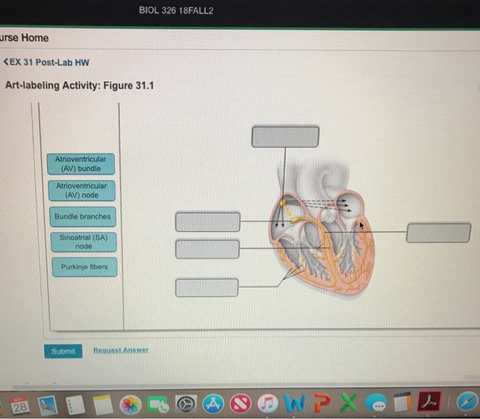 Solved BIOL 326 18FALL2 urse Home くEX 31 Post-Lab HW | Chegg.com