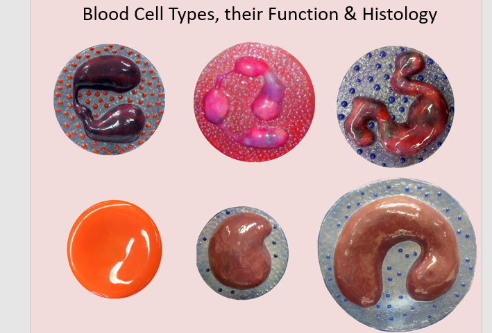 Solved Blood Cell Types, their Function \& Histology | Chegg.com