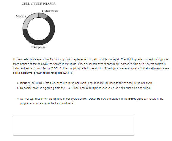 Solved CELL CYCLE PHASES Cytokinesis Mitosis Interphase | Chegg.com