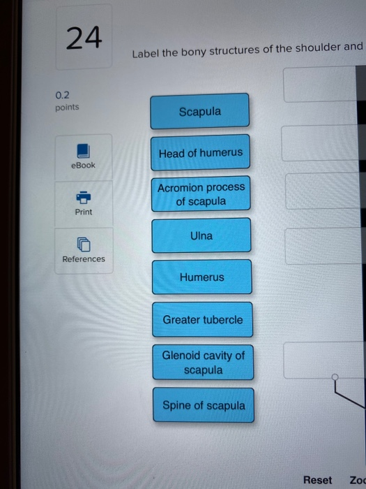 Solved Label the bony structures of the shoulder and 0.2 | Chegg.com