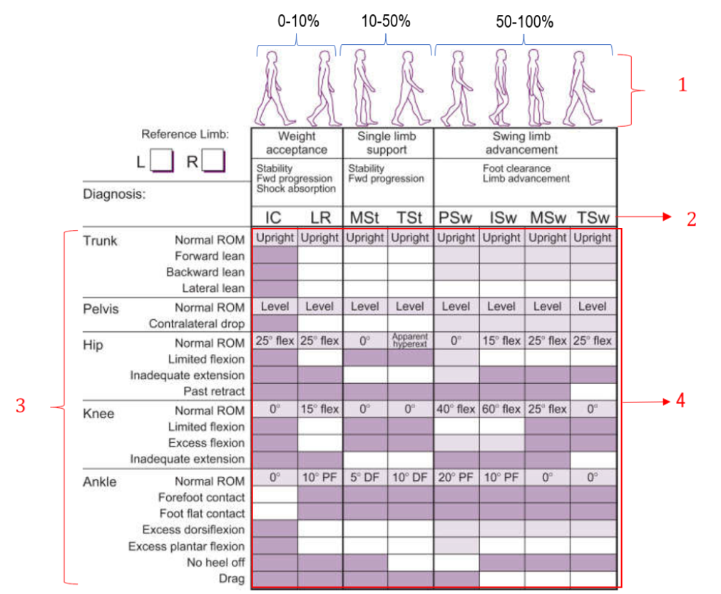 Solved Pathologies of Human Gait Using the Ranch Assessment | Chegg.com
