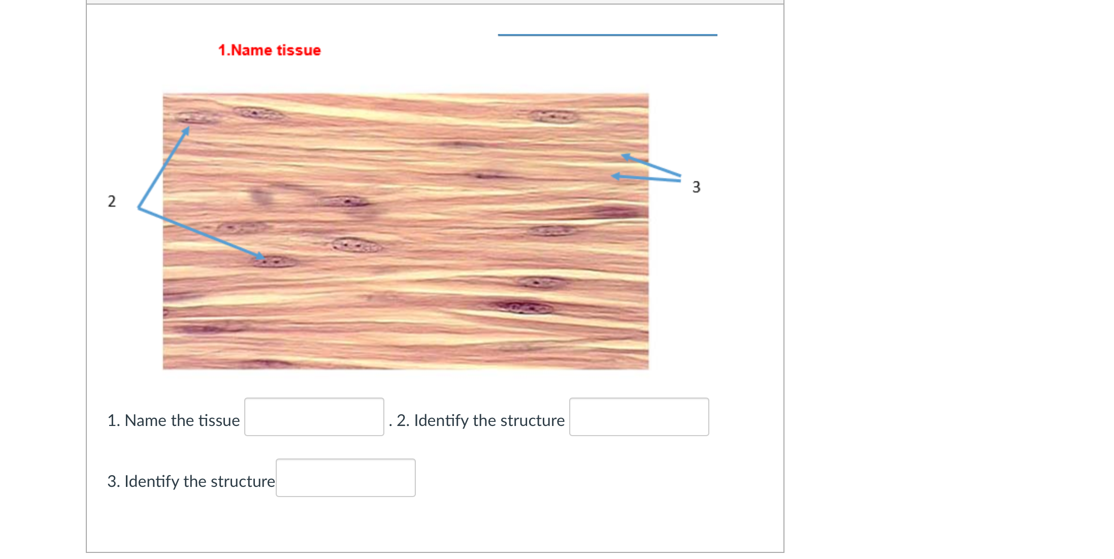 Solved 1. ﻿name the tissue, 2. ﻿identify the structure, | Chegg.com