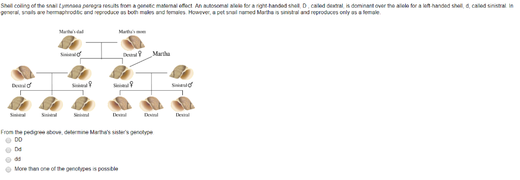 Solved Shell coiling of the snail Lymnaea peregra results | Chegg.com