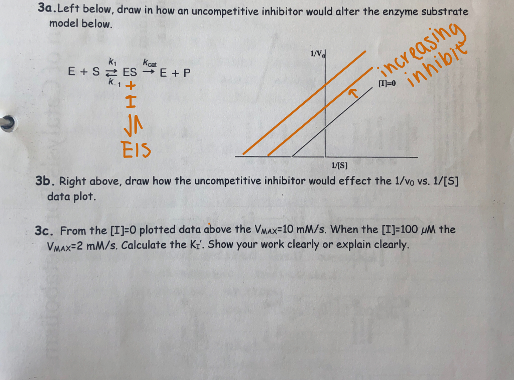 Solved 3a. Left below, draw in how an uncompetitive | Chegg.com