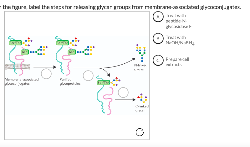 Solved the figure, label the steps for releasing glycan | Chegg.com