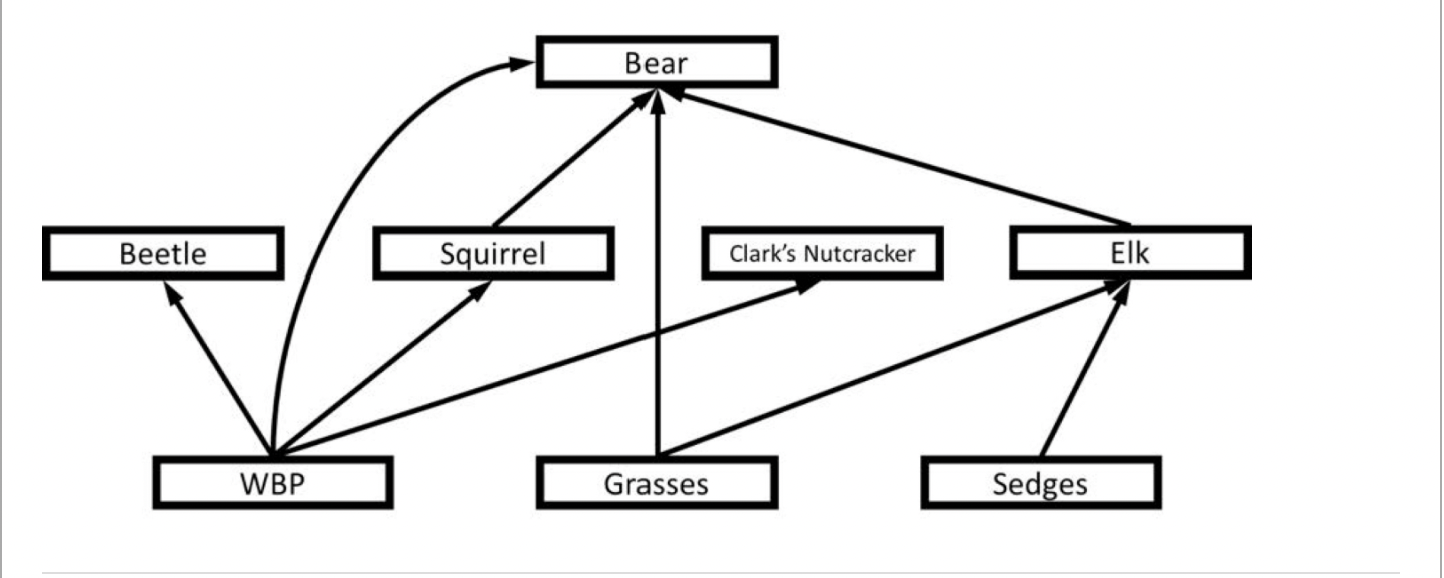 Solved Bear WBP (White bark pine) Beetle Squirrel Food web | Chegg.com