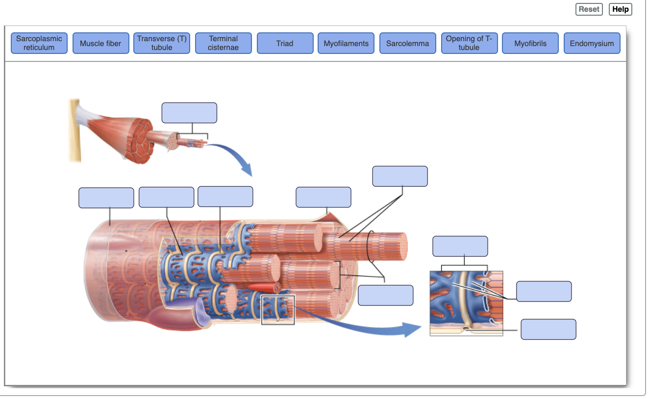 Solved Reset Help Sarcoplasmic reticulum Muscle fiber | Chegg.com