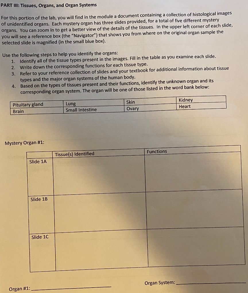 Solved PART III: Tissues, Organs, and Organ Systems For this | Chegg.com