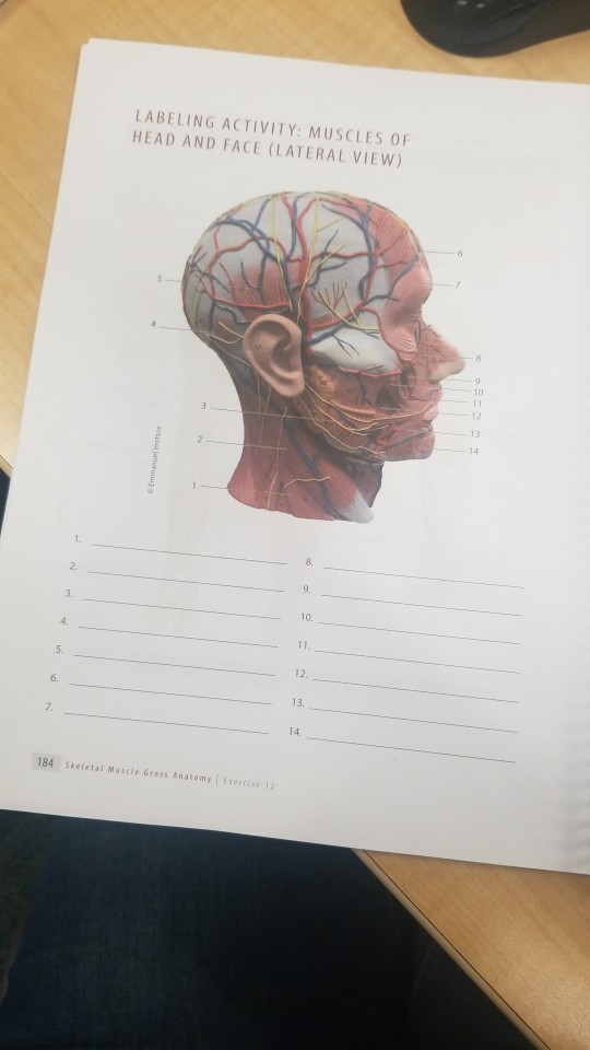 Solved LABELING ACTIVITY: MUSCLES OF THE LOWER EXTREMITY | Chegg.com