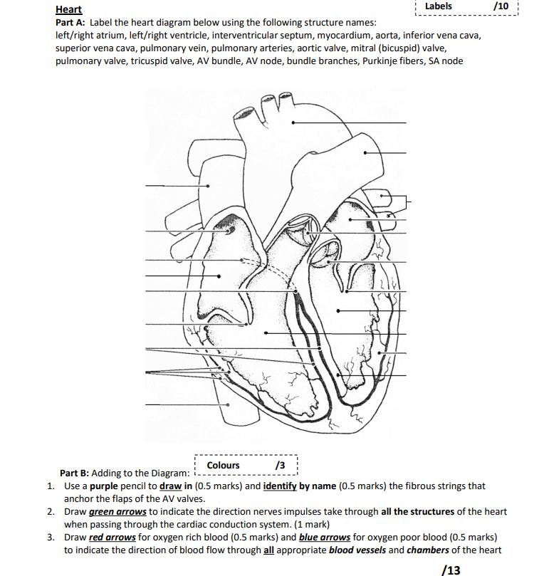 Solved /10 Heart Labels Part A: Label the heart diagram | Chegg.com