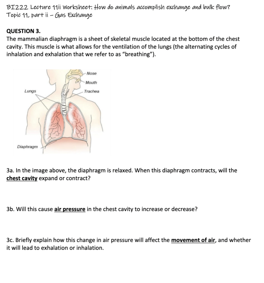 Solved BI222 Lecture 11ii Worksheet: How do animals | Chegg.com