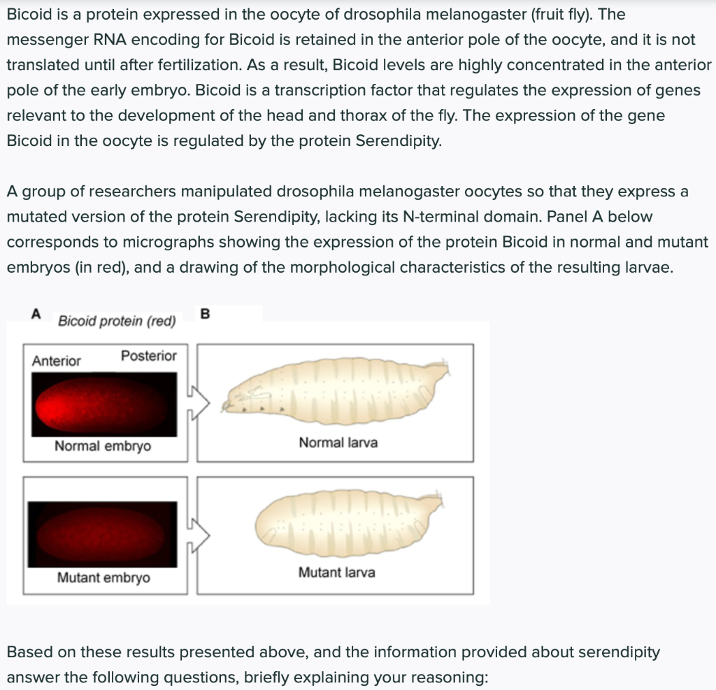 Solved Bicoid is a protein expressed in the oocyte of | Chegg.com