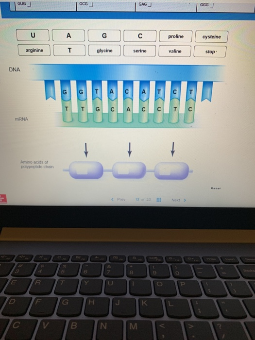 Solved GUG」 GCG」 GAG proline cysteine glycine serine valine | Chegg.com