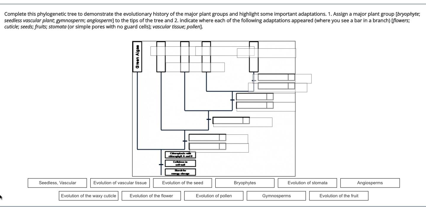 Solved Complete this phylogenetic tree to demonstrate the | Chegg.com
