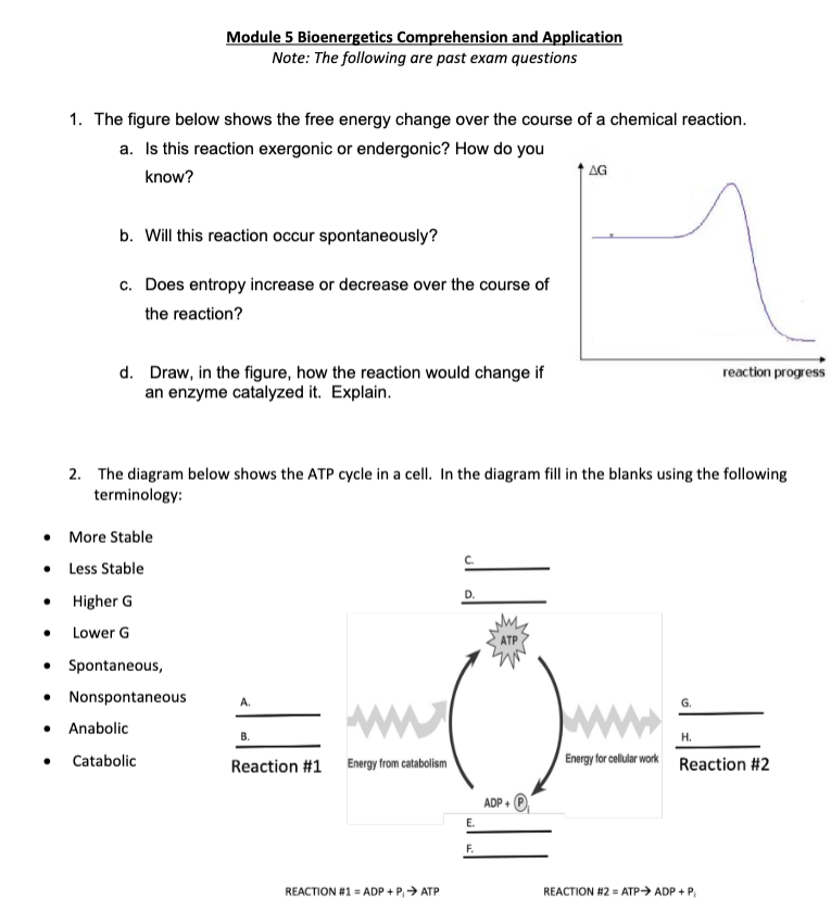 Solved Module 5 Bioenergetics Comprehension and Application | Chegg.com