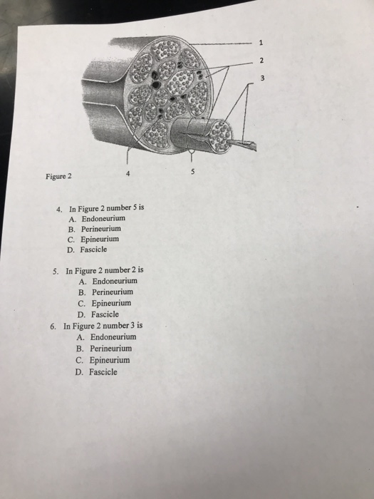 Solved Figure 2 4. In Figure 2 number 5 is A. Endoneurium B. | Chegg.com