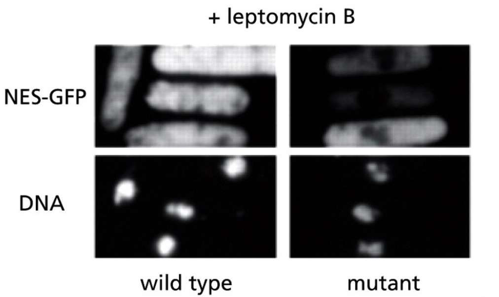 Solved In yeast S. pombe resistance to leptomycin B (LMB) | Chegg.com