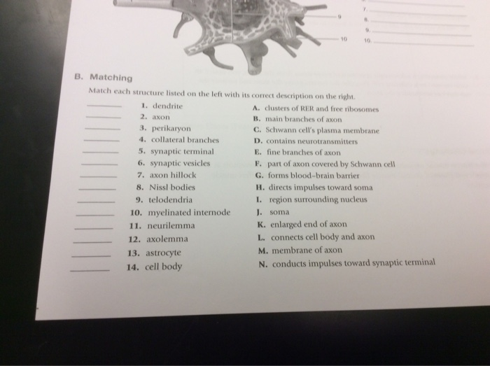 10 B. Matching Match each structure listed on the | Chegg.com