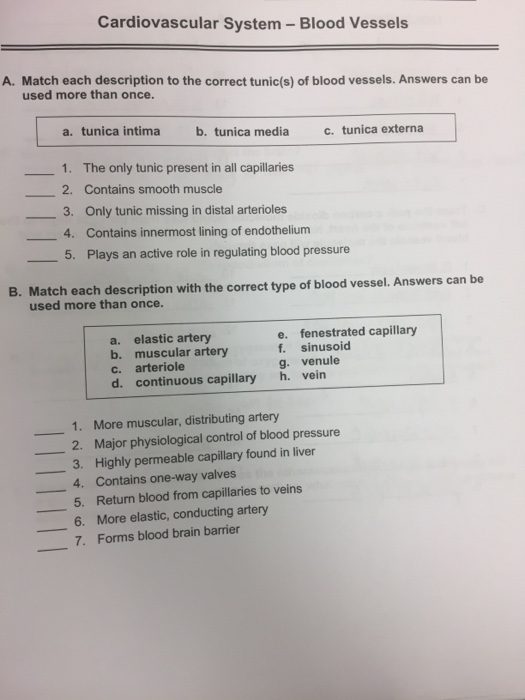 Solved Cardiovascular System - Blood Vessels A. Match each | Chegg.com