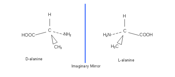 Solved D-alanine L-alanine Imaginary Mirror | Chegg.com