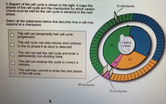 Solved G, chockpoint A diagram of the cell cycle is shown to | Chegg.com