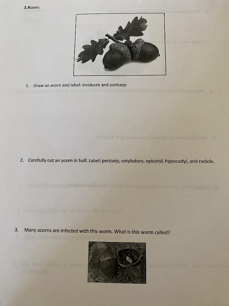 Solved 2.Acorn: 1. Draw an acorn and label: involucre and | Chegg.com