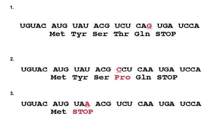 Solved Normal sequence Answer next to the number, what | Chegg.com