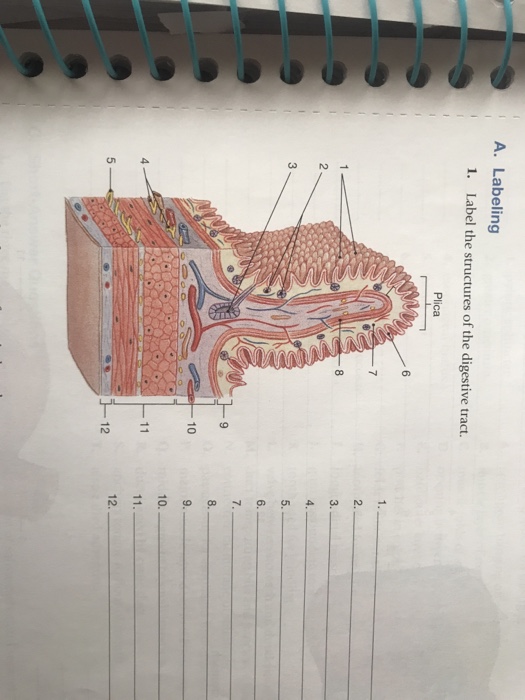 Solved A. Labeling 1. Label the structures of the digestive | Chegg.com