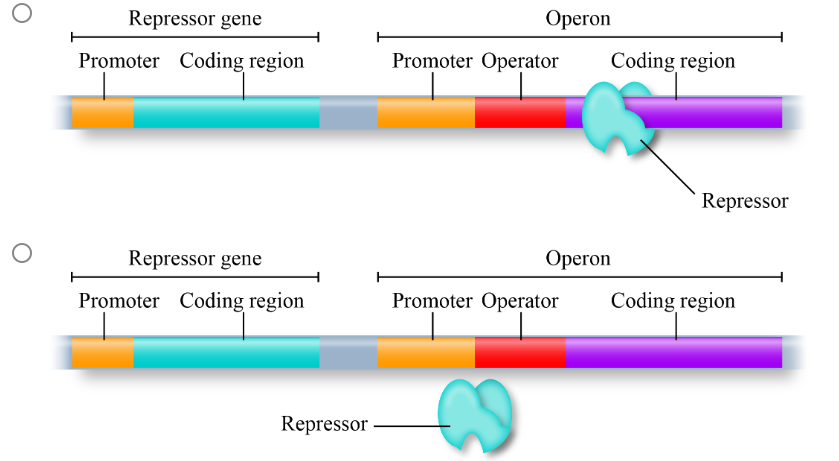 Solved Where will the repressor be found in the absence of | Chegg.com