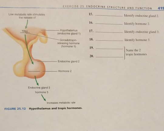 Solved 418 EXERCİSE 25-NDOCRİNE STRUCTURE C. Hormones | Chegg.com