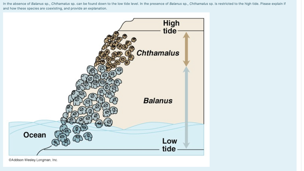 Solved In the absence of Balanus sp., Chthamalus sp. can be | Chegg.com