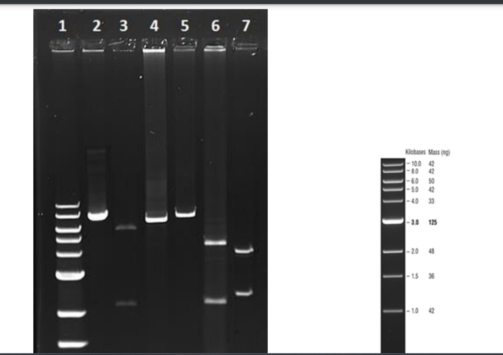 Solved draw a restriction map of the recombinant plasmid, | Chegg.com