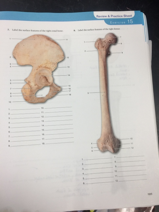 Solved Review &Practice Sheet Exercise Label the surface | Chegg.com