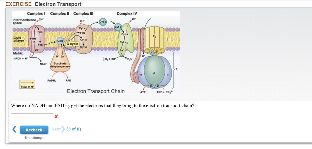 Solved EXERCISE Electron Transport Complex IV 2H* Complex I | Chegg.com