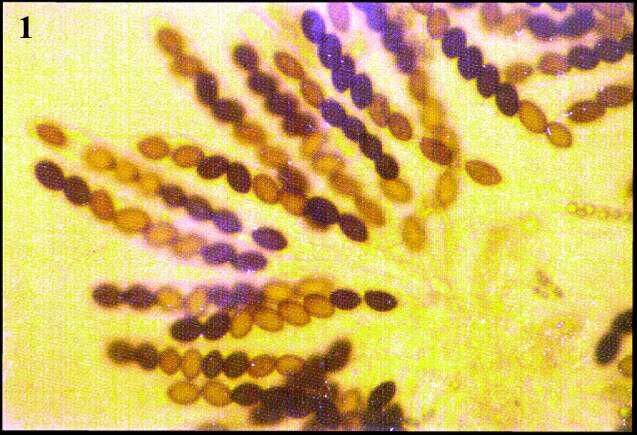 Solved 4 年來 7 1 BE | Chegg.com