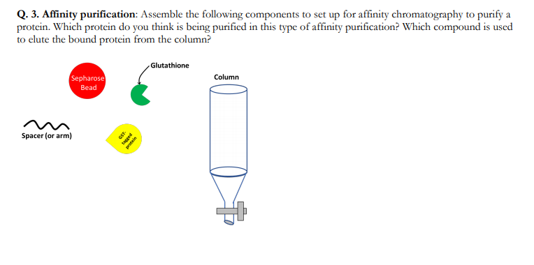 Solved Q. 3. Affinity purification: Assemble the following | Chegg.com