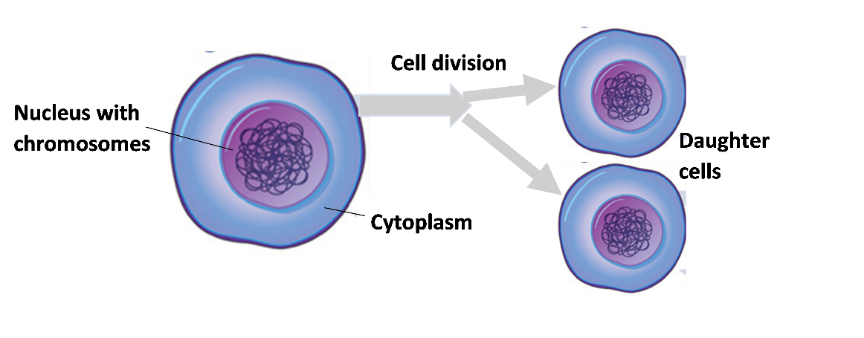 Solved Cell Division Lab Assignment Estimating the Time | Chegg.com