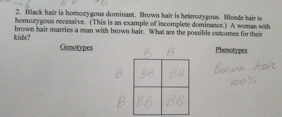 Solved 2. Black hair is homozygous dominant. Brown hair is | Chegg.com