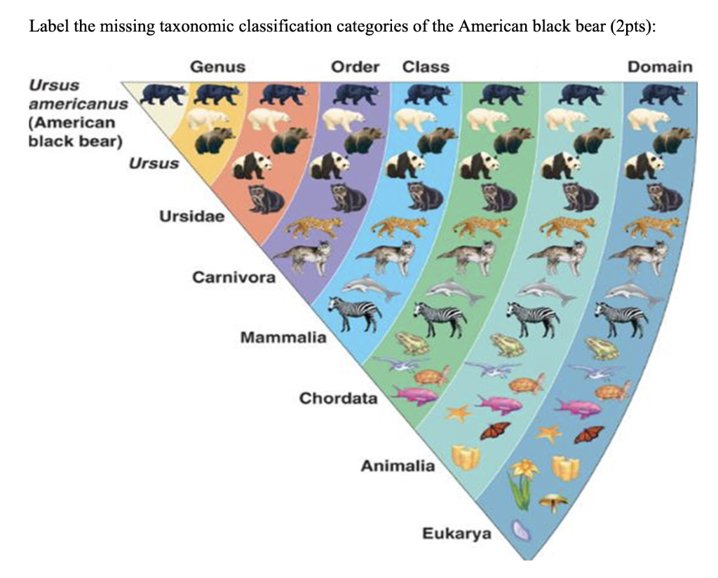 Solved Label the missing taxonomic classification categories | Chegg.com