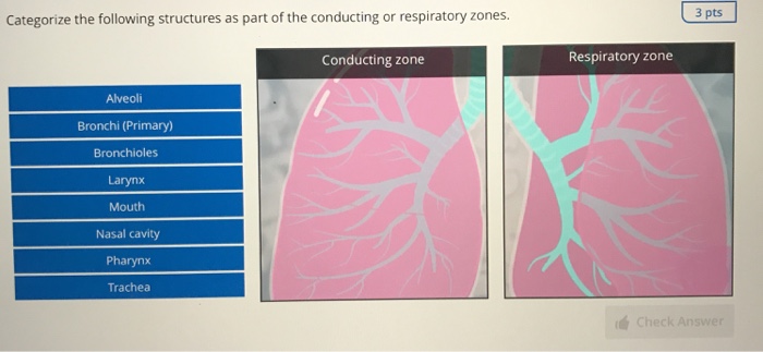 Solved Categorize the following structures as part of the | Chegg.com