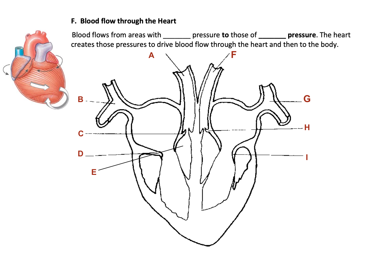 Solved F. Blood flow through the Heart Blood flows from | Chegg.com