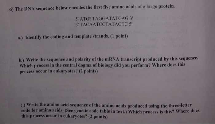 Solved 6) The DNA sequence below encodes the first five | Chegg.com