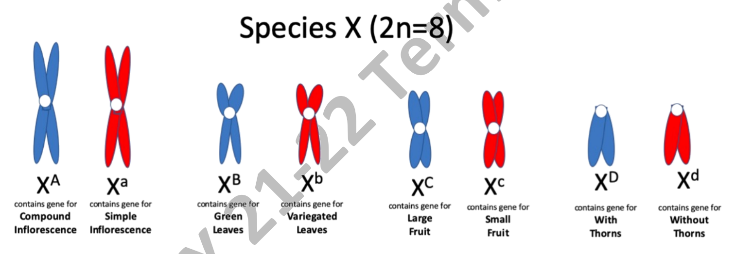 Species X 3 XA ха Хв 2 To ХС Хc XD xd contains gene | Chegg.com
