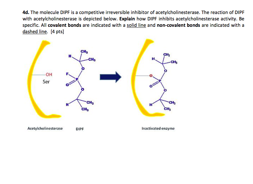 Solved 4d. The molecule DIPF is a competitive irreversible | Chegg.com