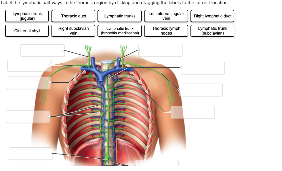 Solved Label the lymphatic pathways in the thoracic region | Chegg.com