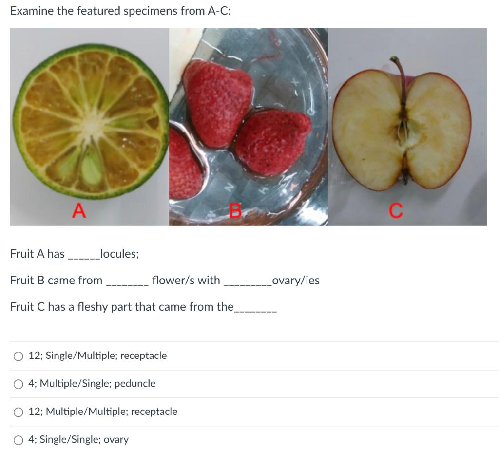 Solved Examine the featured specimens from A-C: Fruit A has | Chegg.com