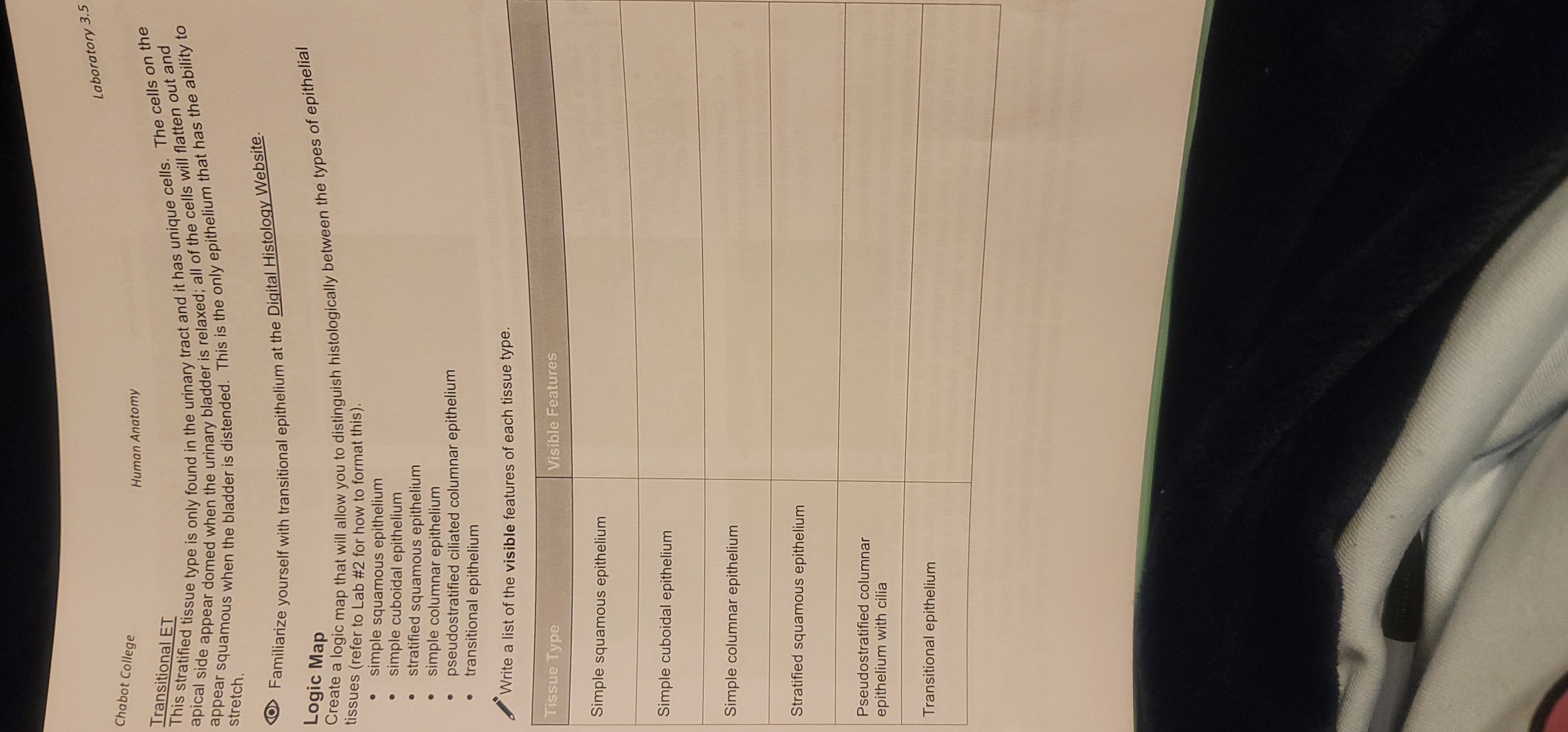 Solved Transitional ETThis stratified tissue type is only | Chegg.com