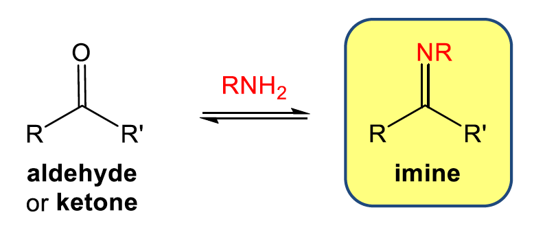Solved In my study notes I have that this is how imine | Chegg.com